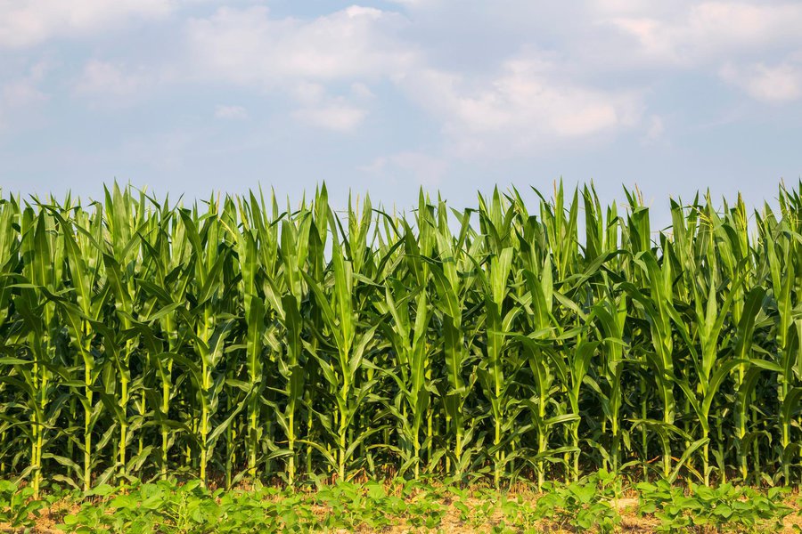 Maize in Spanish | English to Spanish Translation - SpanishDictionary.com
