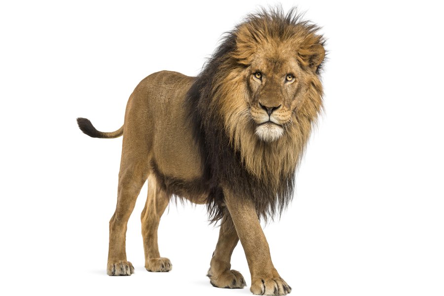 Lion in Spanish | English to Spanish Translation - SpanishDictionary.com