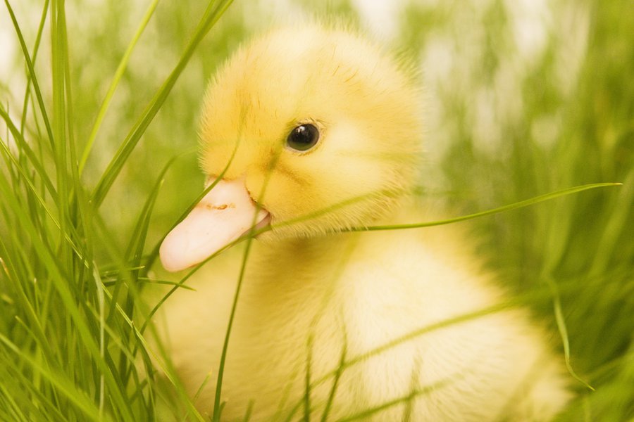 Patito en inglés | Traductor de español a inglés - inglés.com