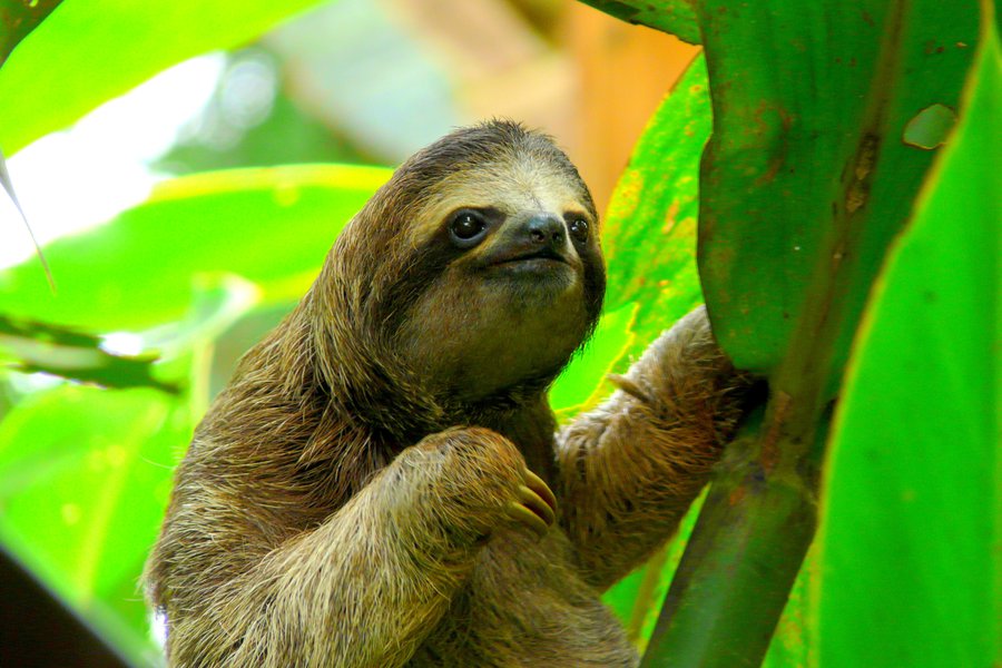 Sloths in Spanish | English to Spanish Translation - SpanishDictionary.com