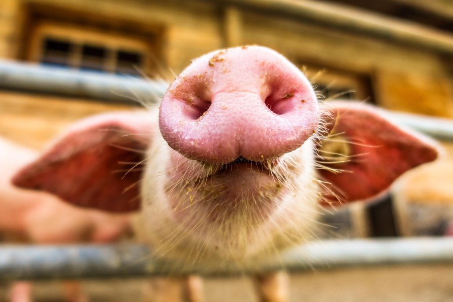 Snout in Spanish | English to Spanish Translation - SpanishDictionary.com