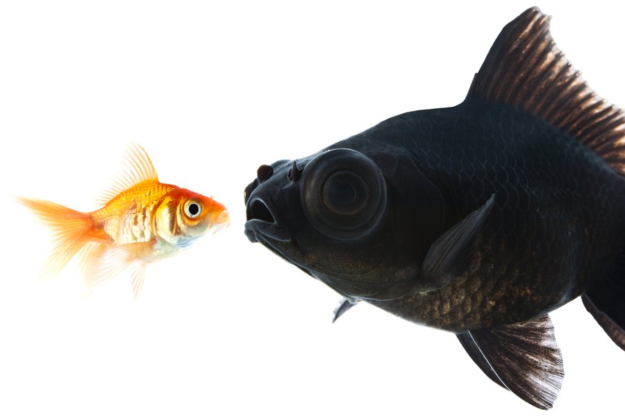 Grandes | Spanish to English Translation - SpanishDictionary.com