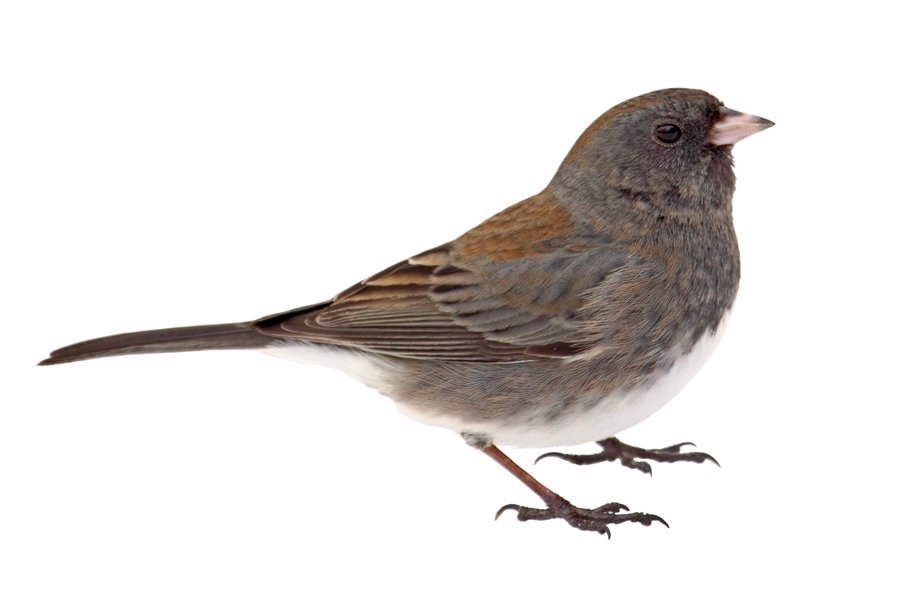 Bird in Spanish | English to Spanish Translation - SpanishDictionary.com