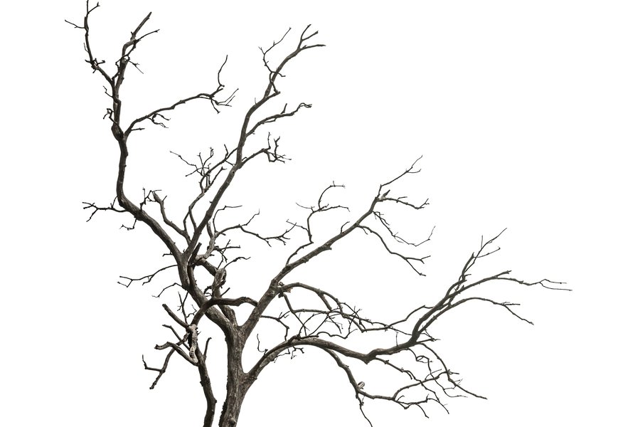 Branch in Spanish | English to Spanish Translation - SpanishDictionary.com