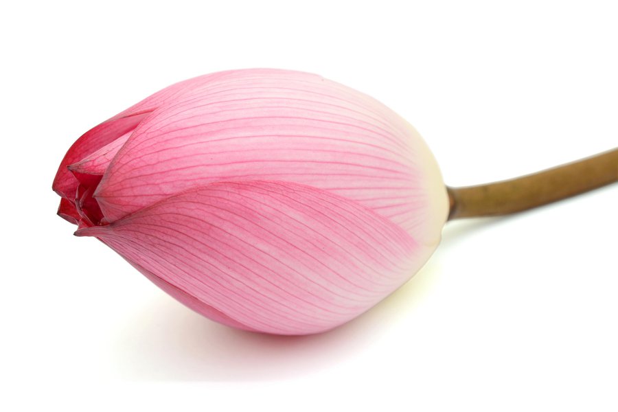 Capullo | Spanish to English Translation - SpanishDictionary.com