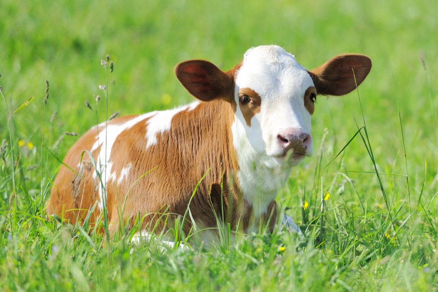 Calf | Traductor de inglés a español - inglés.com