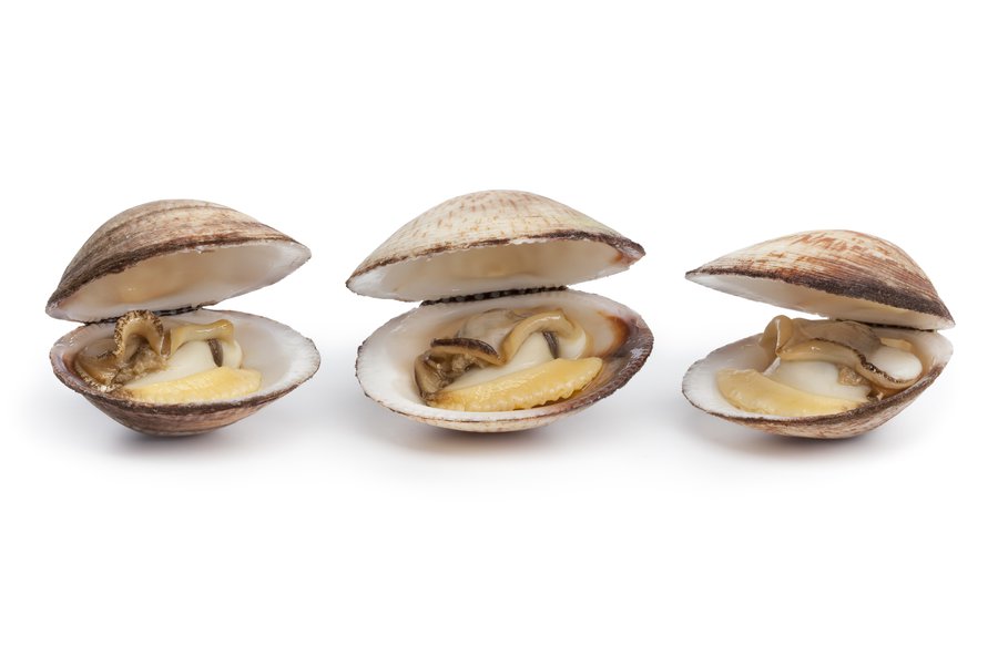 Clams in Spanish | English to Spanish Translation - SpanishDictionary.com