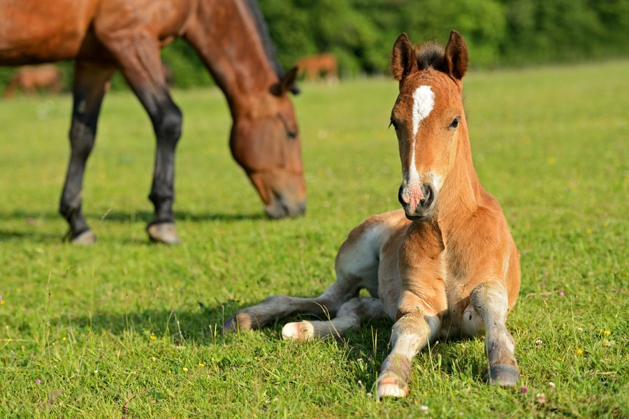 El potro | Spanish to English Translation - SpanishDictionary.com