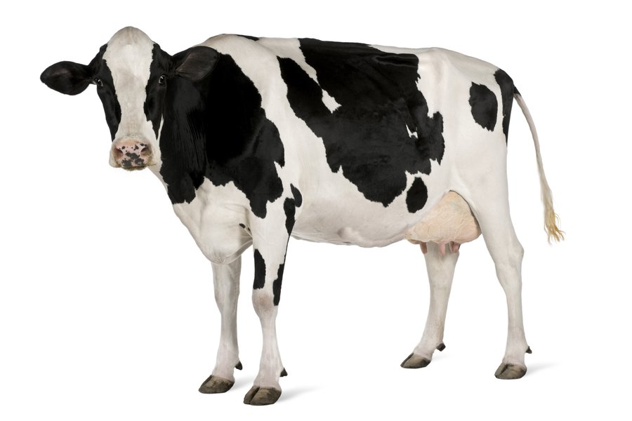 Vaca | Spanish to English Translation - SpanishDictionary.com