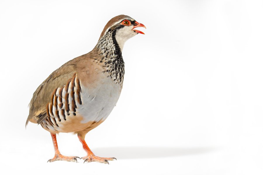 Partridge in Spanish | English to Spanish Translation ...