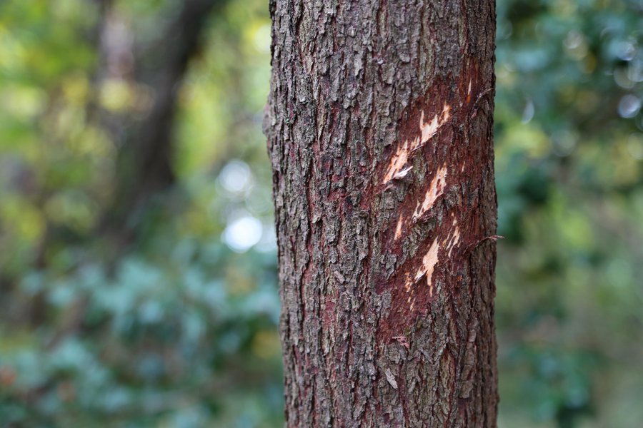 Marca | Spanish to English Translation - SpanishDictionary.com