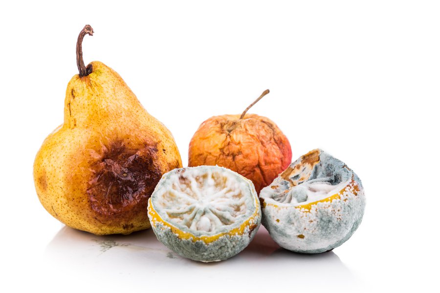 Rotten in Spanish | English to Spanish Translation - SpanishDictionary.com