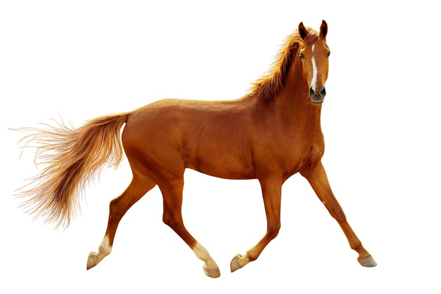 Caballo | Spanish to English Translation - SpanishDictionary.com