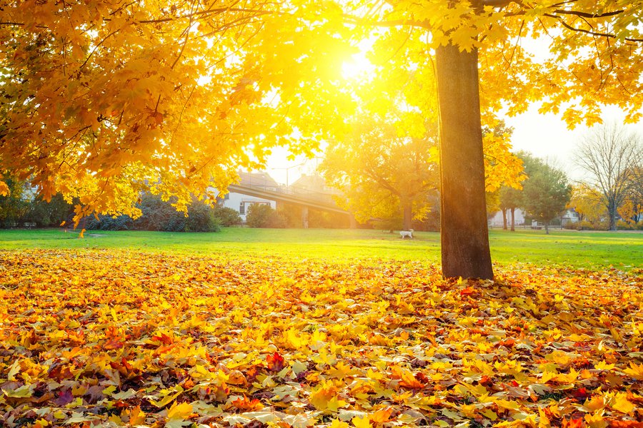 Fall in Spanish | English to Spanish Translation - SpanishDictionary.com