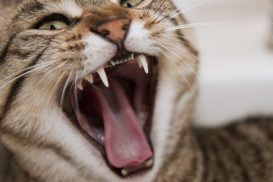 Fangs in Spanish | English to Spanish Translation - SpanishDictionary.com