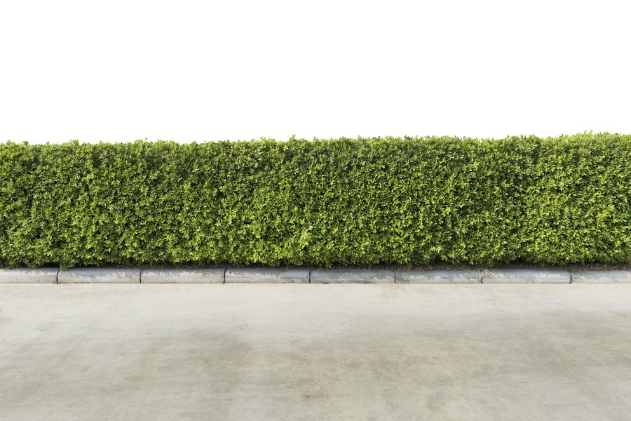 Setos | Spanish to English Translation - SpanishDictionary.com