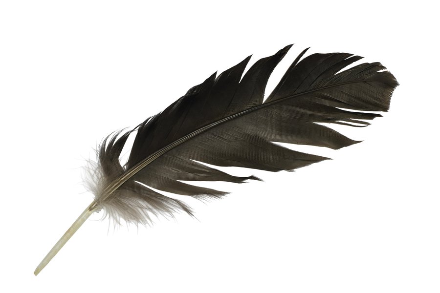 Feather | Traductor de inglés a español - inglés.com