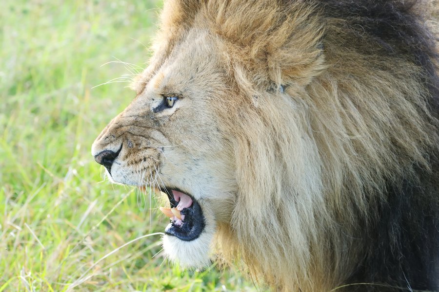 Fierce in Spanish | English to Spanish Translation - SpanishDictionary.com