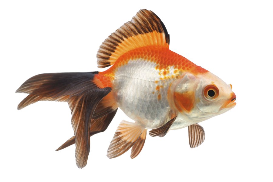 Peez | Spanish to English Translation - SpanishDictionary.com