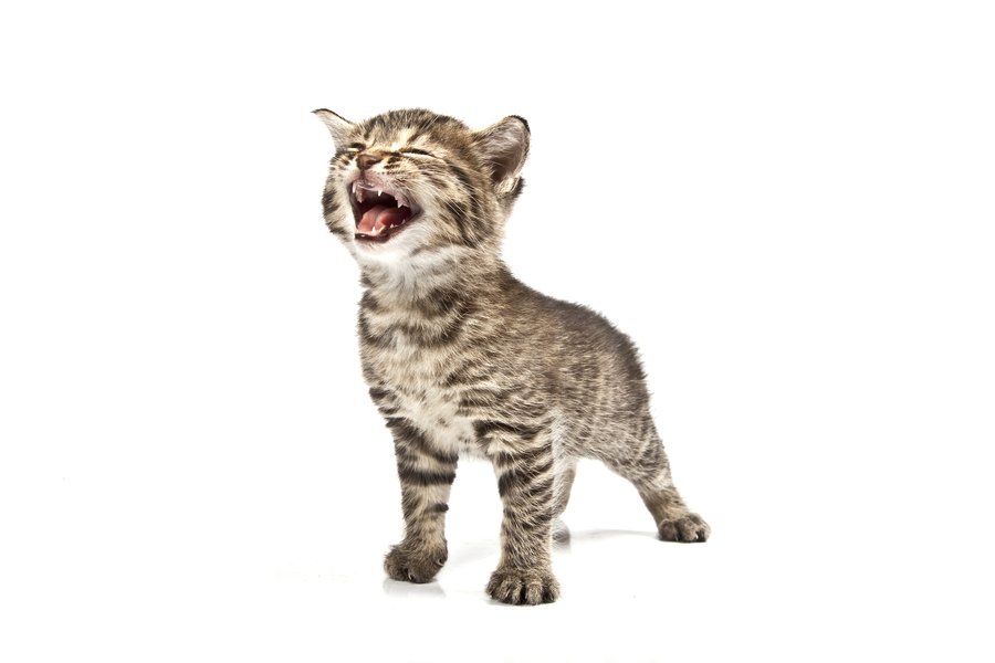 Kitty | Traductor de inglés a español - inglés.com