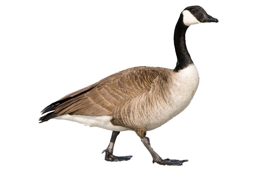 Goose in Spanish | English to Spanish Translation - SpanishDictionary.com