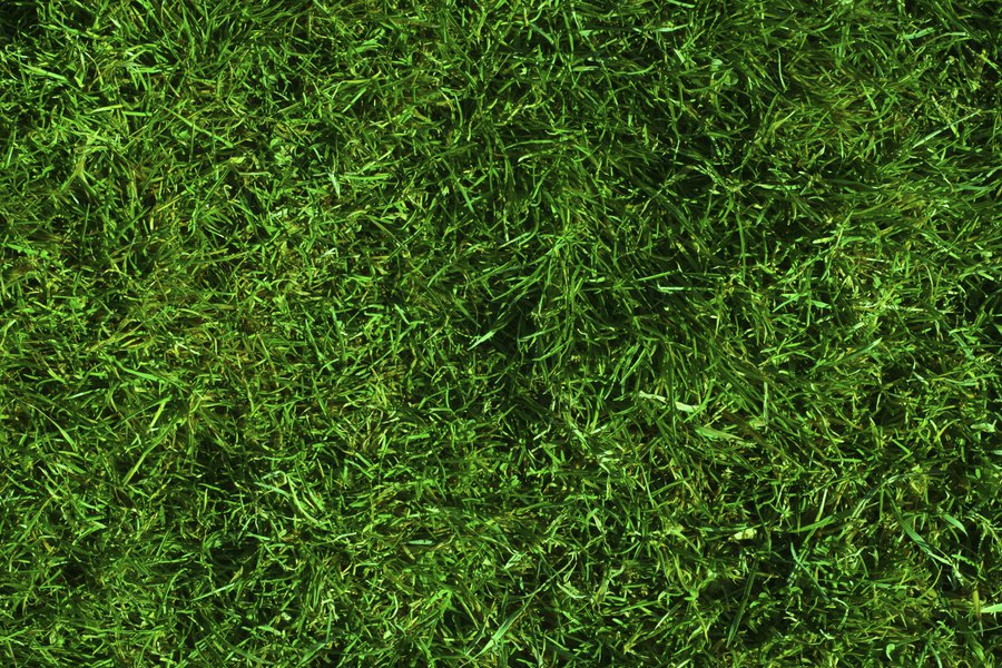 Grass | Traductor de inglés a español - inglés.com