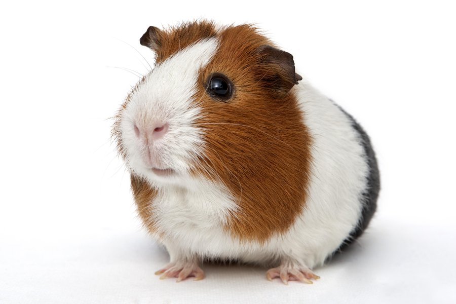 Guinea pig | Traductor de inglés a español - inglés.com