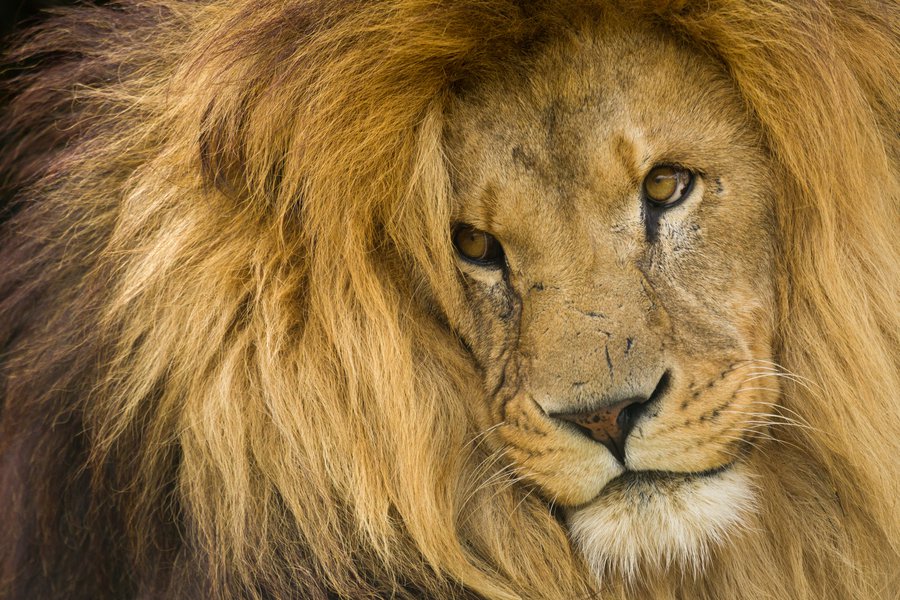 Penudo | Spanish to English Translation - SpanishDictionary.com