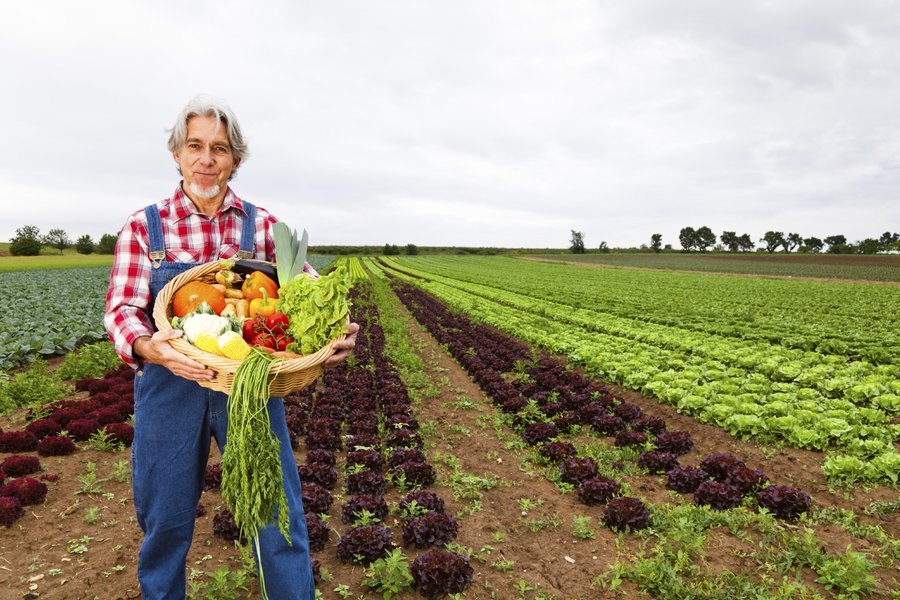Harvest in Spanish | English to Spanish Translation - SpanishDictionary.com