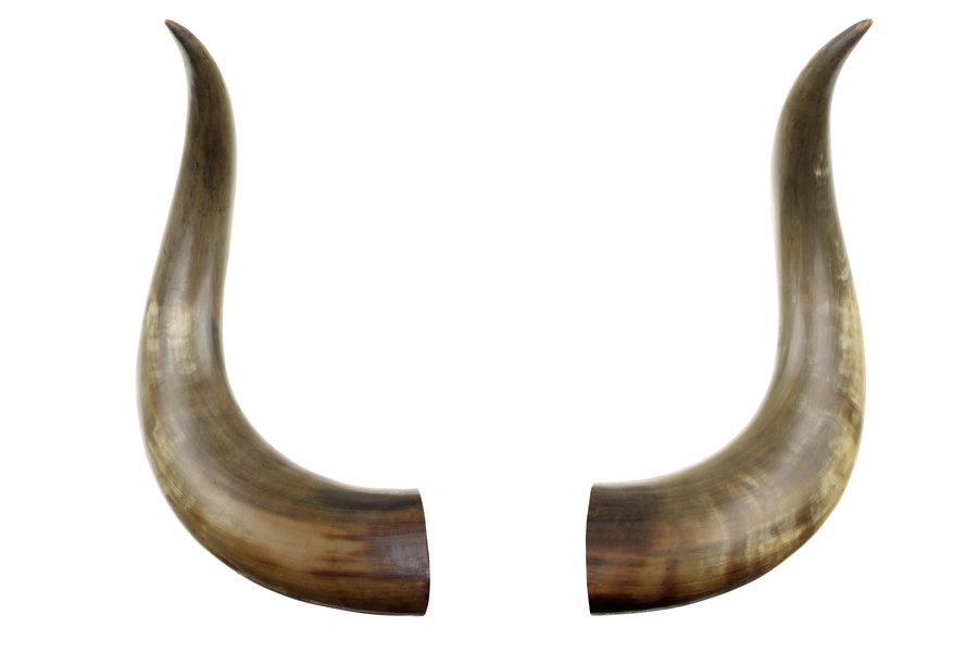 Cuernos | Spanish to English Translation - SpanishDictionary.com