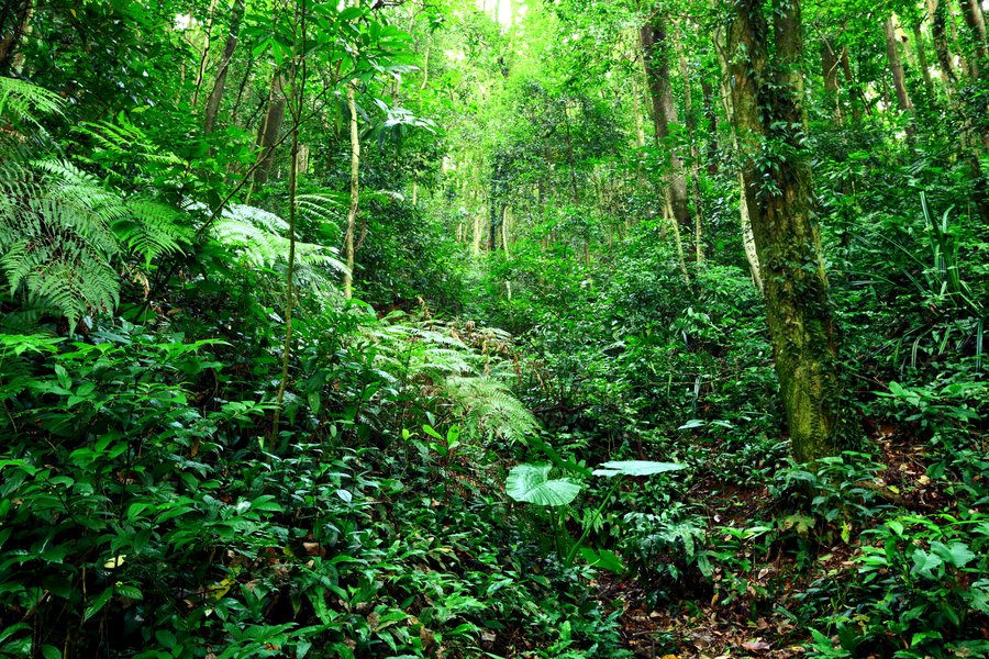 Selva | Spanish to English Translation - SpanishDictionary.com