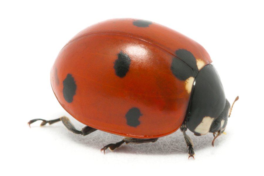 Ladybug in Spanish | English to Spanish Translation - SpanishDictionary.com