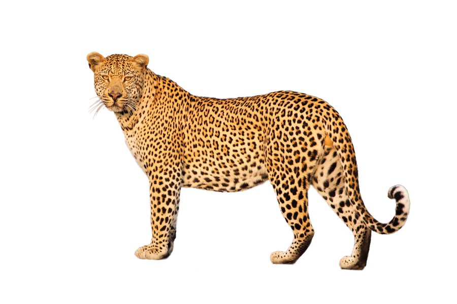 Leopard in Spanish | English to Spanish Translation - SpanishDictionary.com