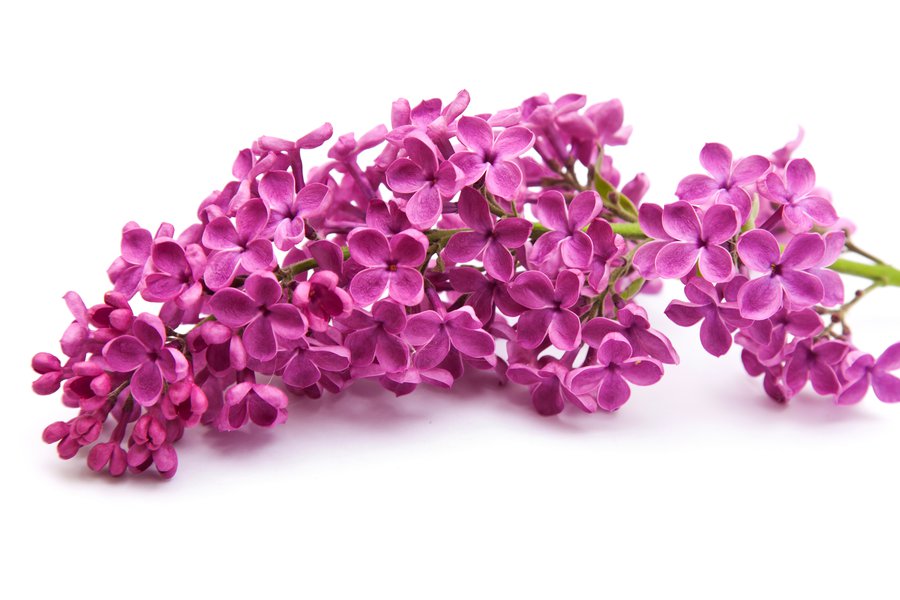 Lila | Spanish to English Translation - SpanishDictionary.com