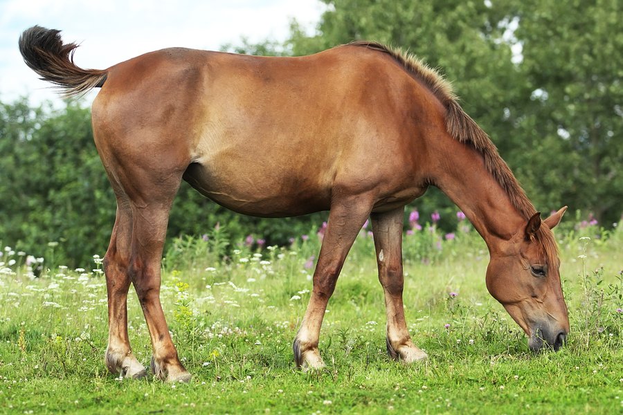 Mare | Traductor de inglés a español - inglés.com