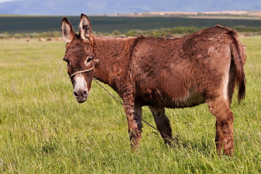 Mule in Spanish | English to Spanish Translation - SpanishDictionary.com