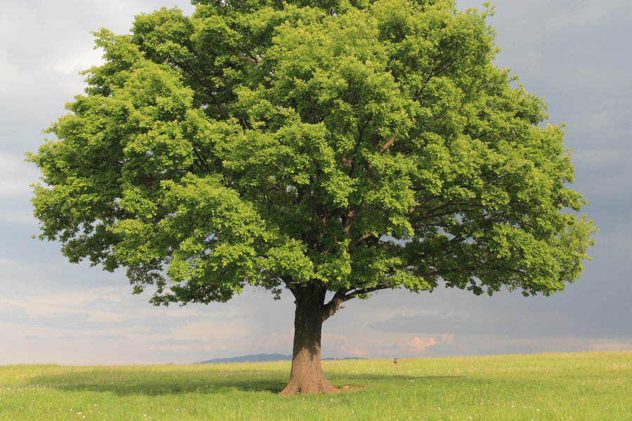 Roble en inglés | Traductor de español a inglés - inglés.com