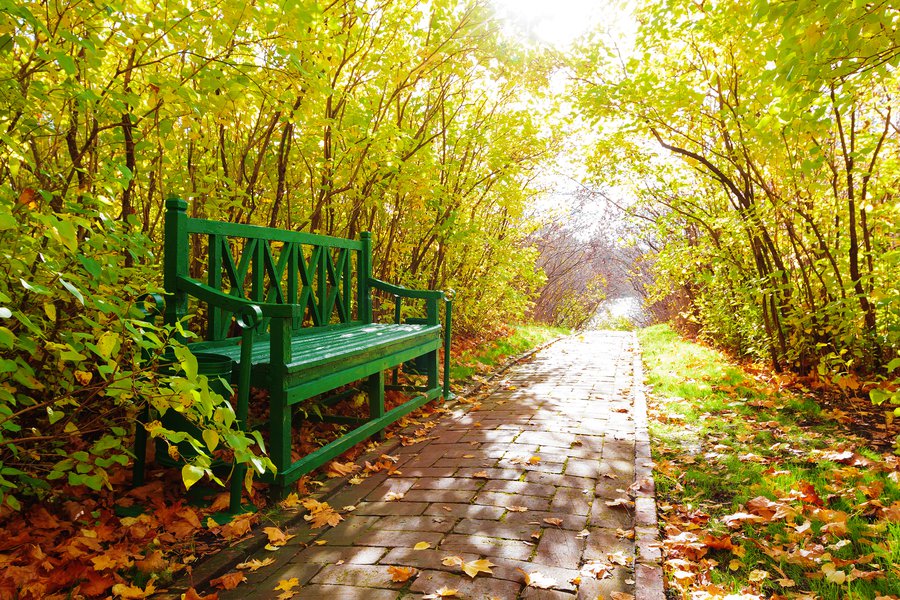 Park in Spanish | English to Spanish Translation - SpanishDictionary.com