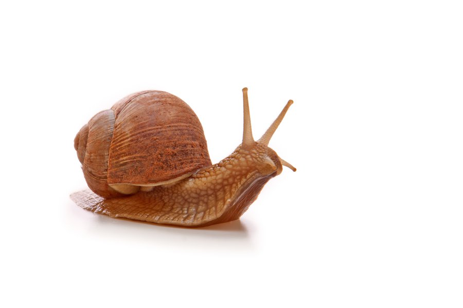 Snail in Spanish | English to Spanish Translation - SpanishDictionary.com