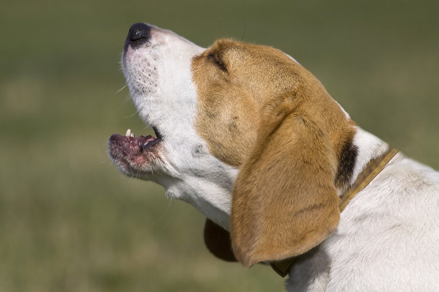 Ladrar en inglés | Traductor de español a inglés - inglés.com