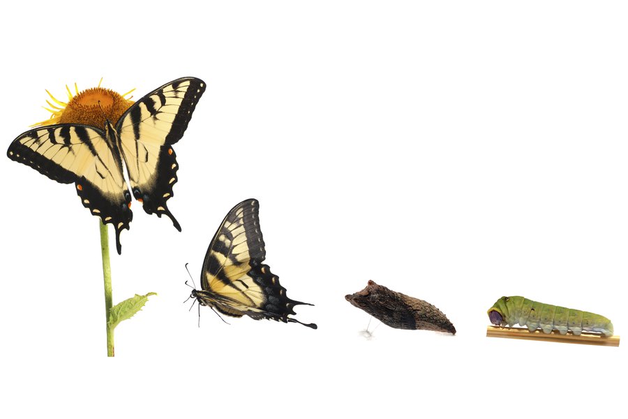 Convirtió | Spanish to English Translation - SpanishDictionary.com