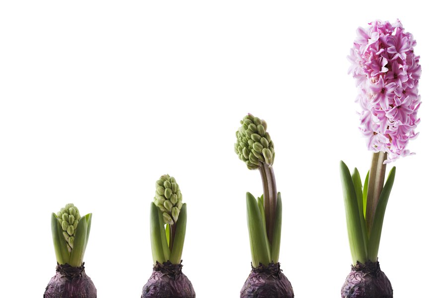 Bloom in Spanish | English to Spanish Translation - SpanishDictionary.com