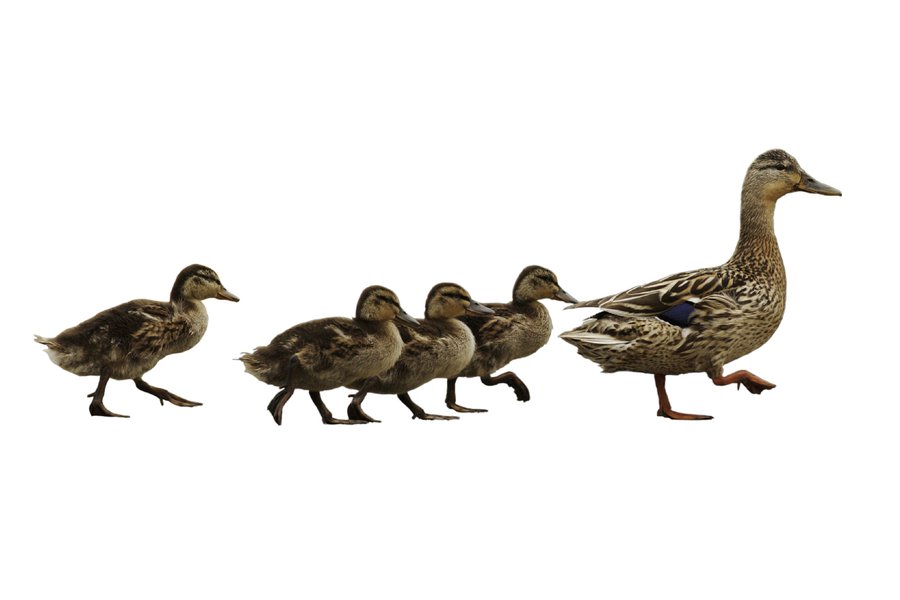 Sigo | Spanish to English Translation - SpanishDictionary.com