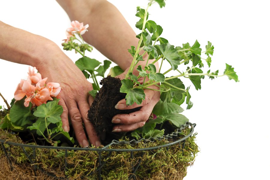 Plant | Traductor de inglés a español - inglés.com