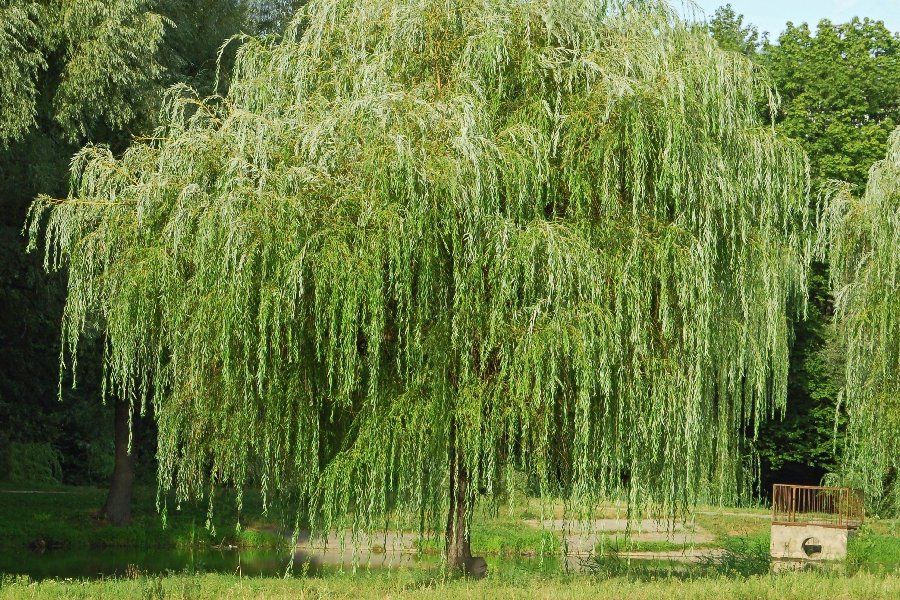 Willow | Traductor de inglés a español - inglés.com