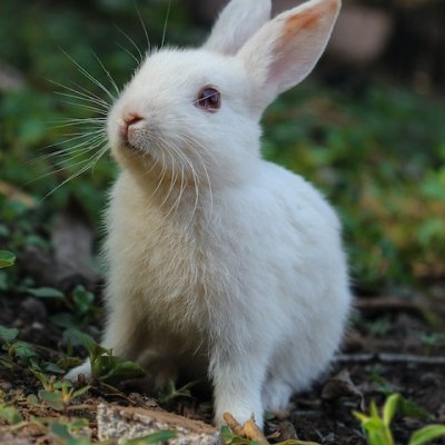 Splooge bath que es | Traductor inglés español