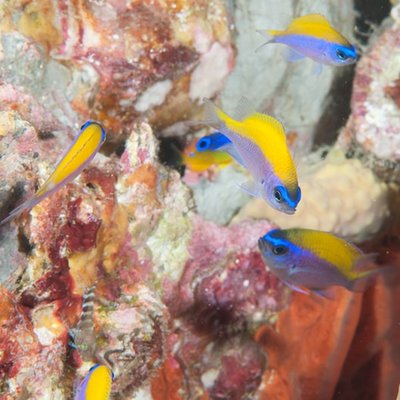 Wordreference spanish to english | Spanish Translator