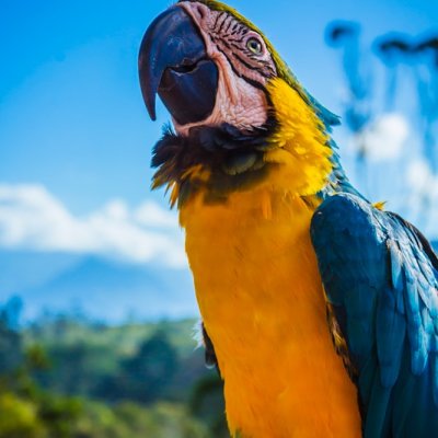 Chonies definition | Spanish Translator