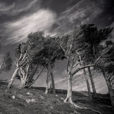 Vio | Spanish to English Translation - SpanishDictionary.com