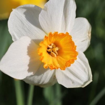 Nevertheless in Spanish | English to Spanish Translation ...